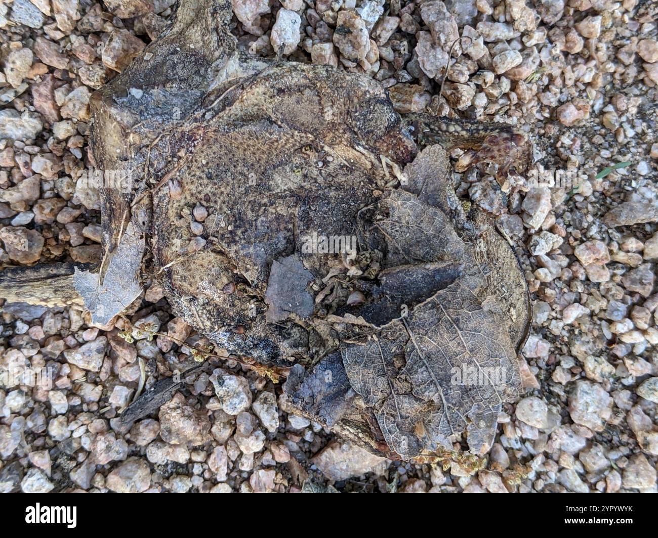 True Toads (Bufonidae Stock Photo - Alamy