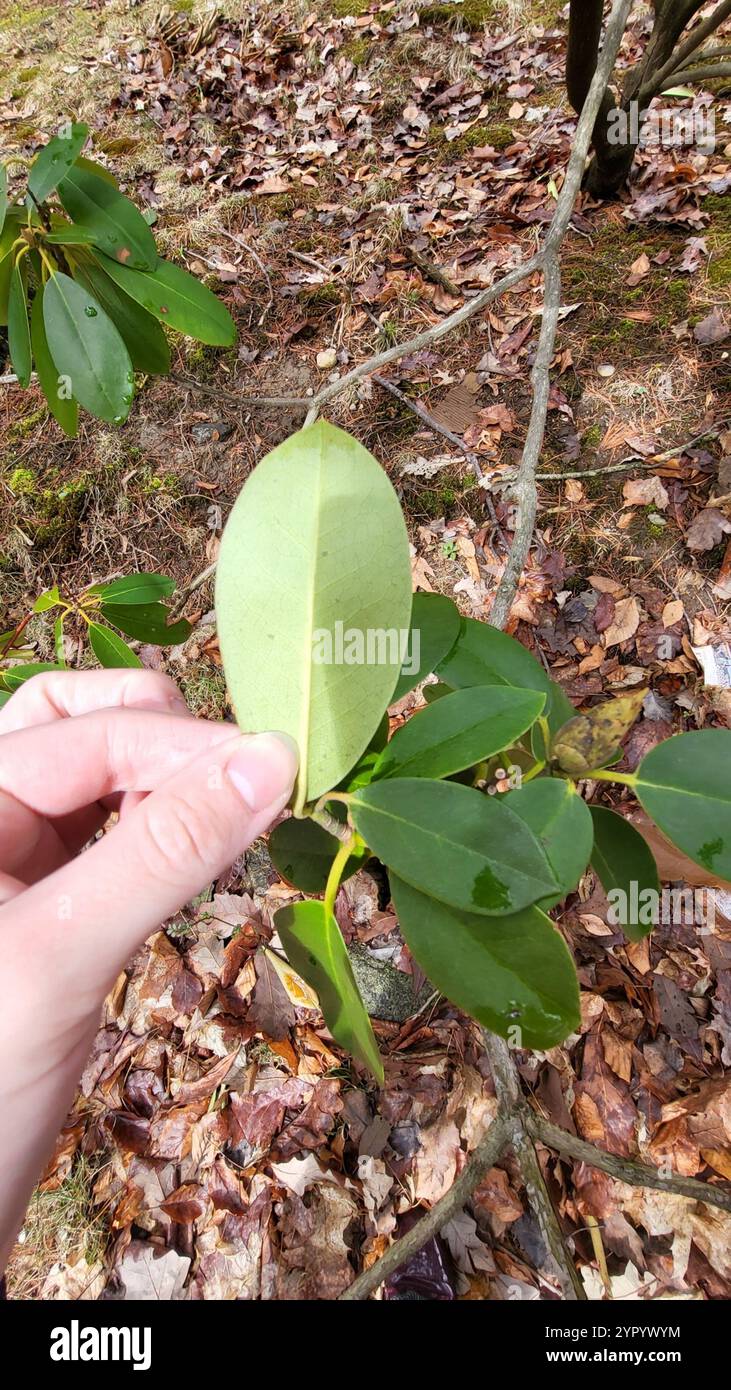 Common Rhododendron (Rhododendron ponticum Stock Photo - Alamy