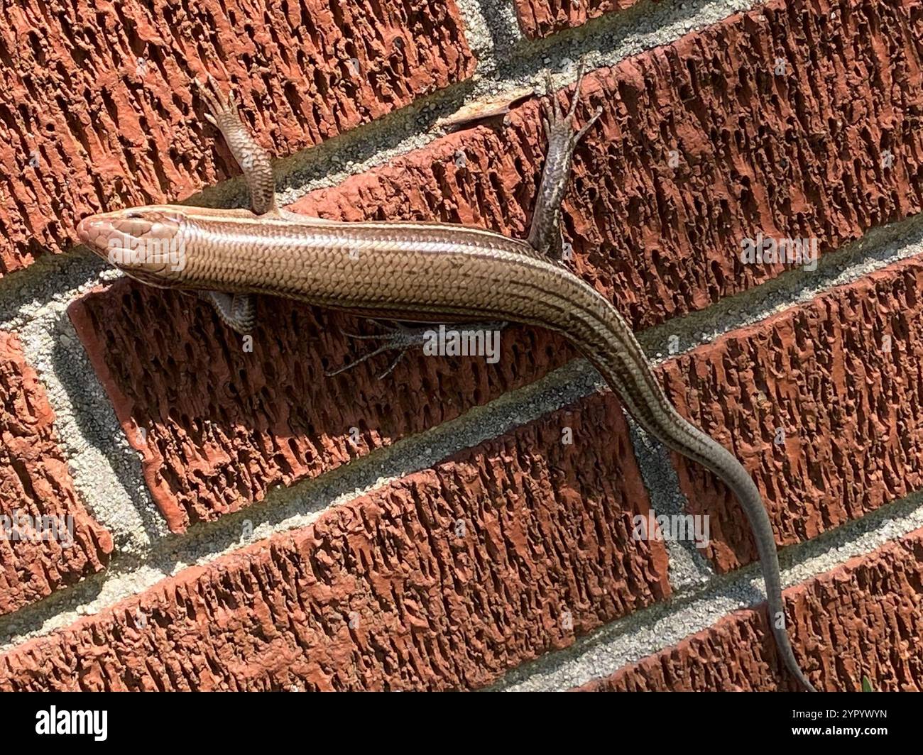 Broad-headed Skink (Plestiodon laticeps Stock Photo - Alamy