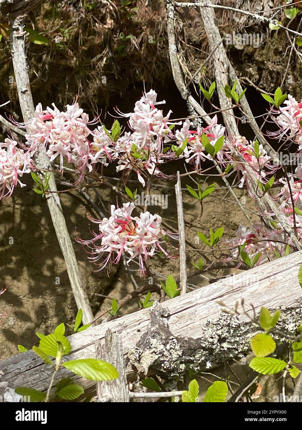 Mountain Azalea (Rhododendron canescens Stock Photo - Alamy