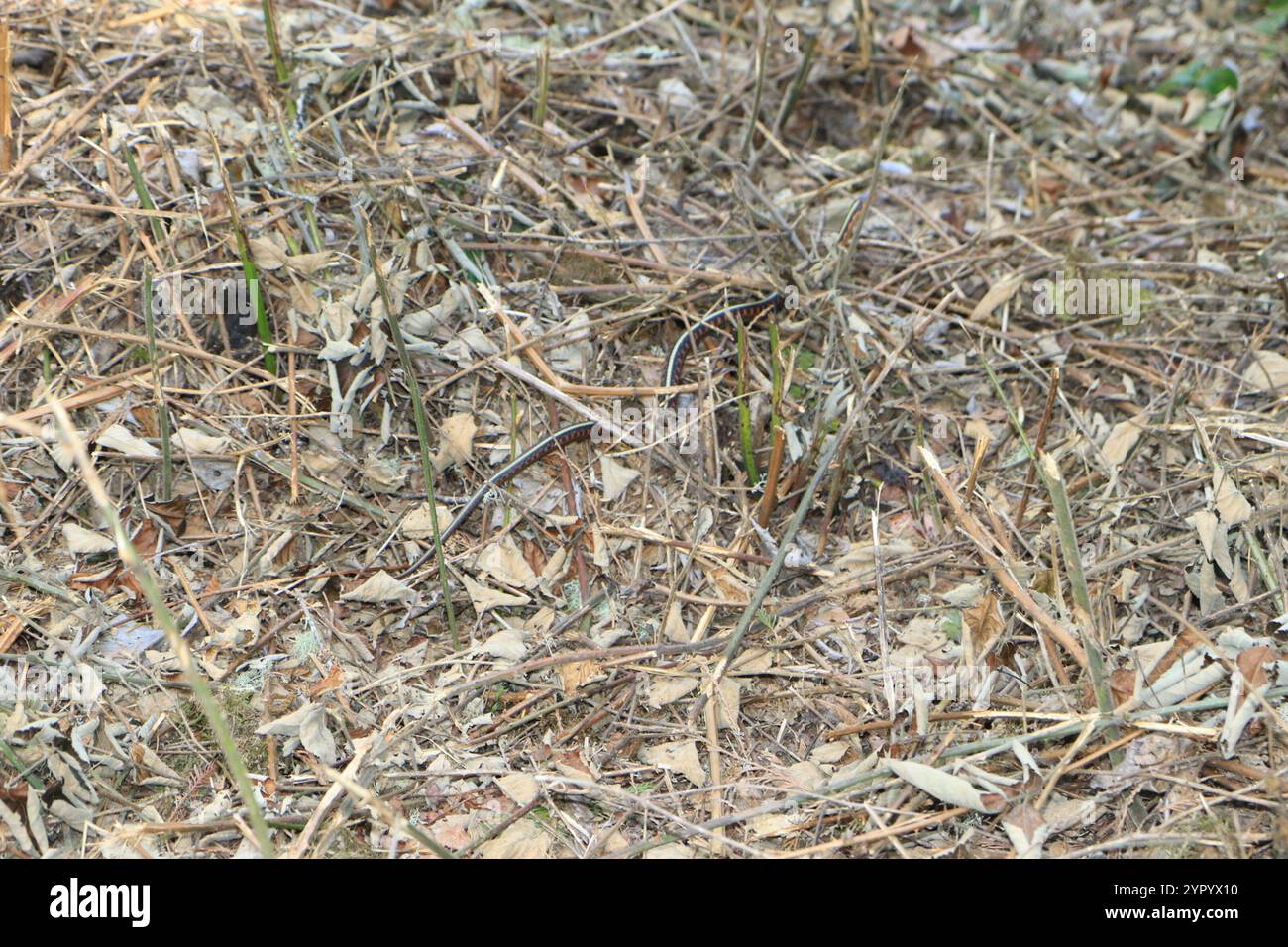 Red-spotted Garter Snake (Thamnophis sirtalis concinnus Stock Photo - Alamy