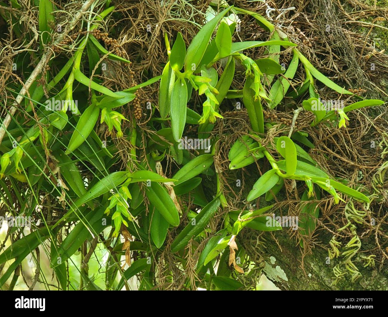 Stiff Flower Star Orchid (Epidendrum rigidum Stock Photo - Alamy