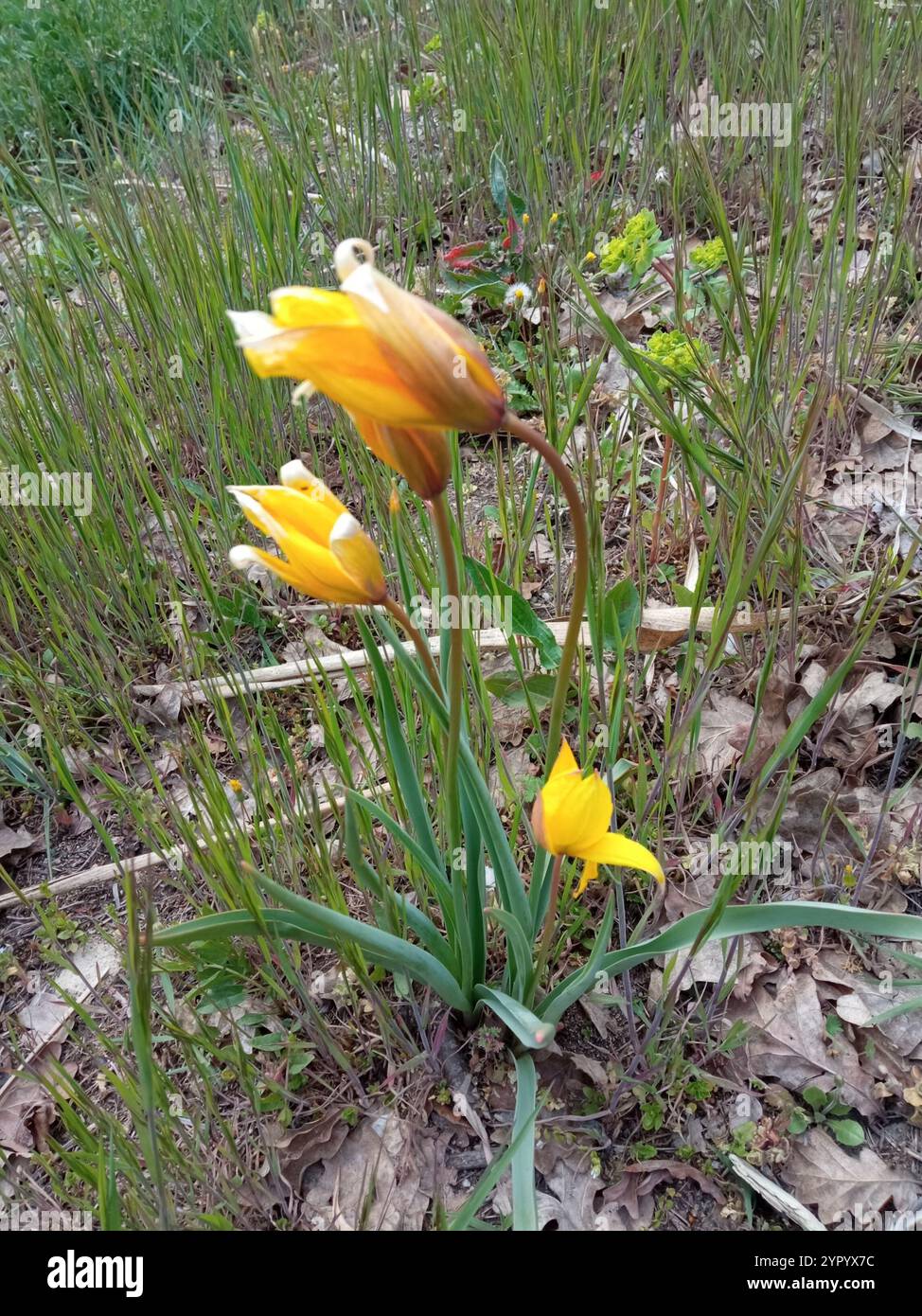Wild Tulip (Tulipa sylvestris Stock Photo - Alamy