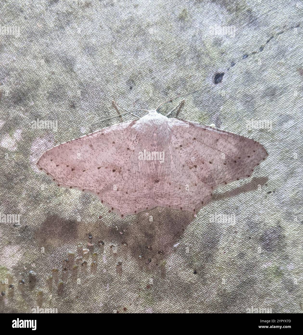 Geometer Moths (Geometridae Stock Photo - Alamy