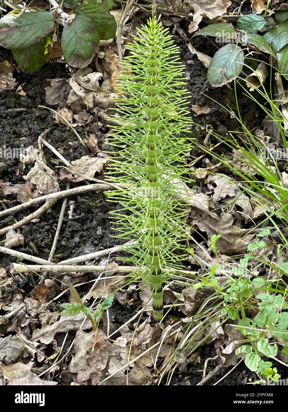 great horsetail (Equisetum telmateia Stock Photo - Alamy