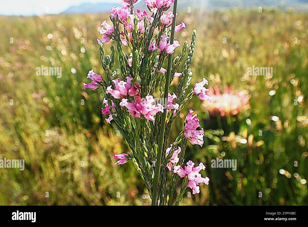Rock Mountain Heath (Erica steinbergiana Stock Photo - Alamy