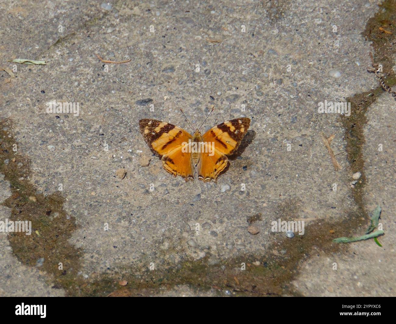 Orange Mapwing (Hypanartia lethe Stock Photo - Alamy