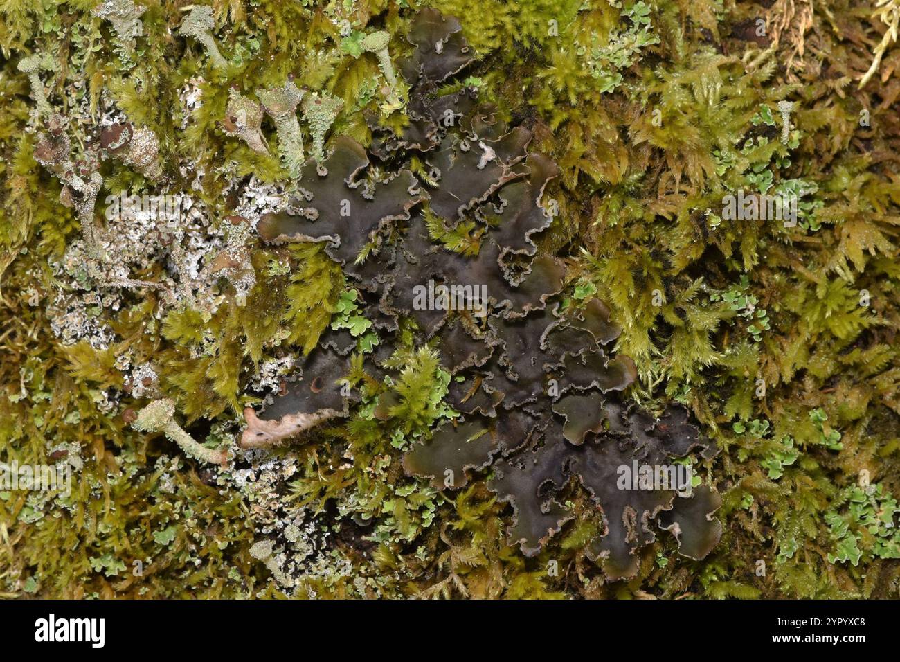 tree pelt lichen (Peltigera collina Stock Photo - Alamy