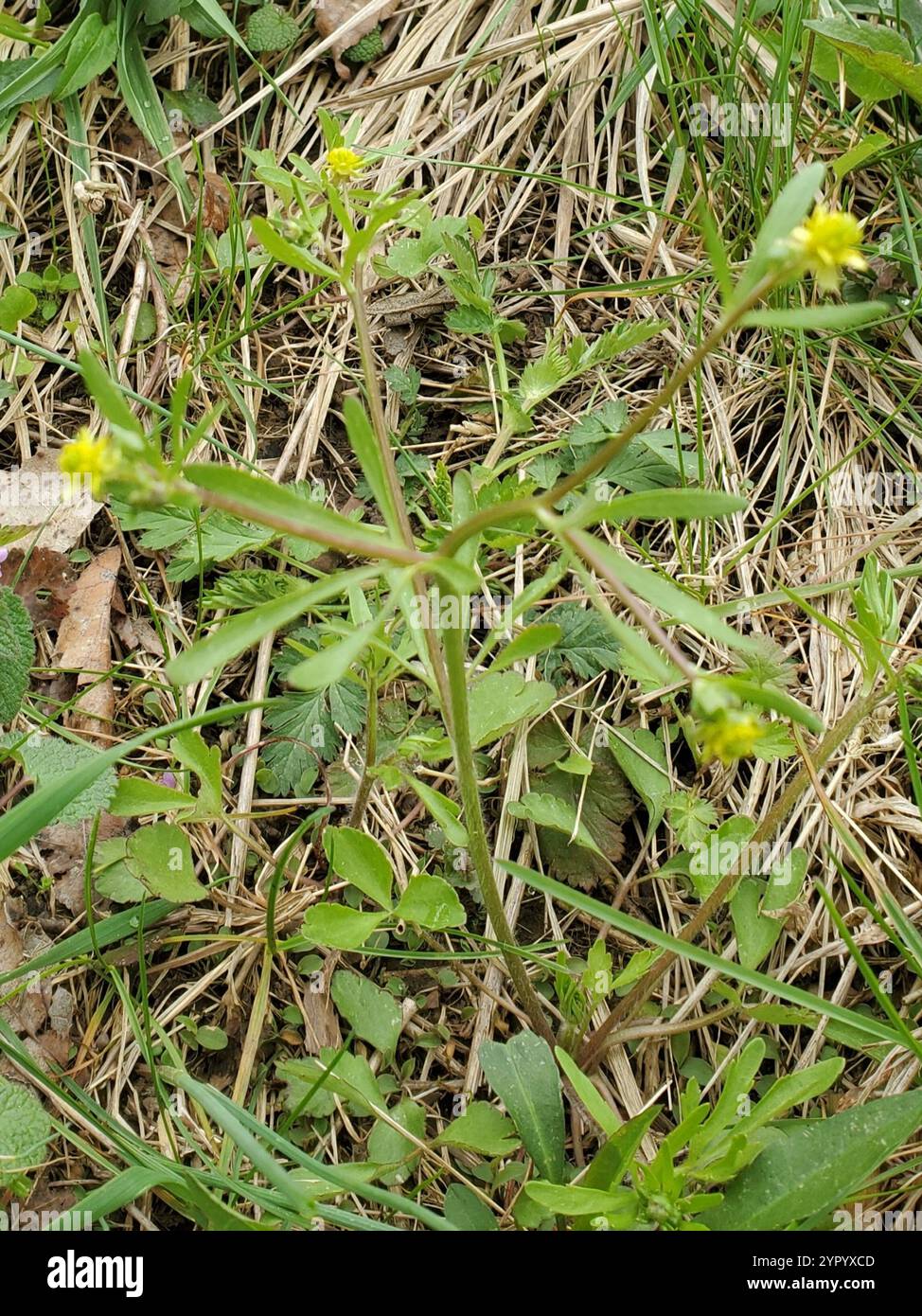 rock buttercup (Ranunculus micranthus Stock Photo - Alamy