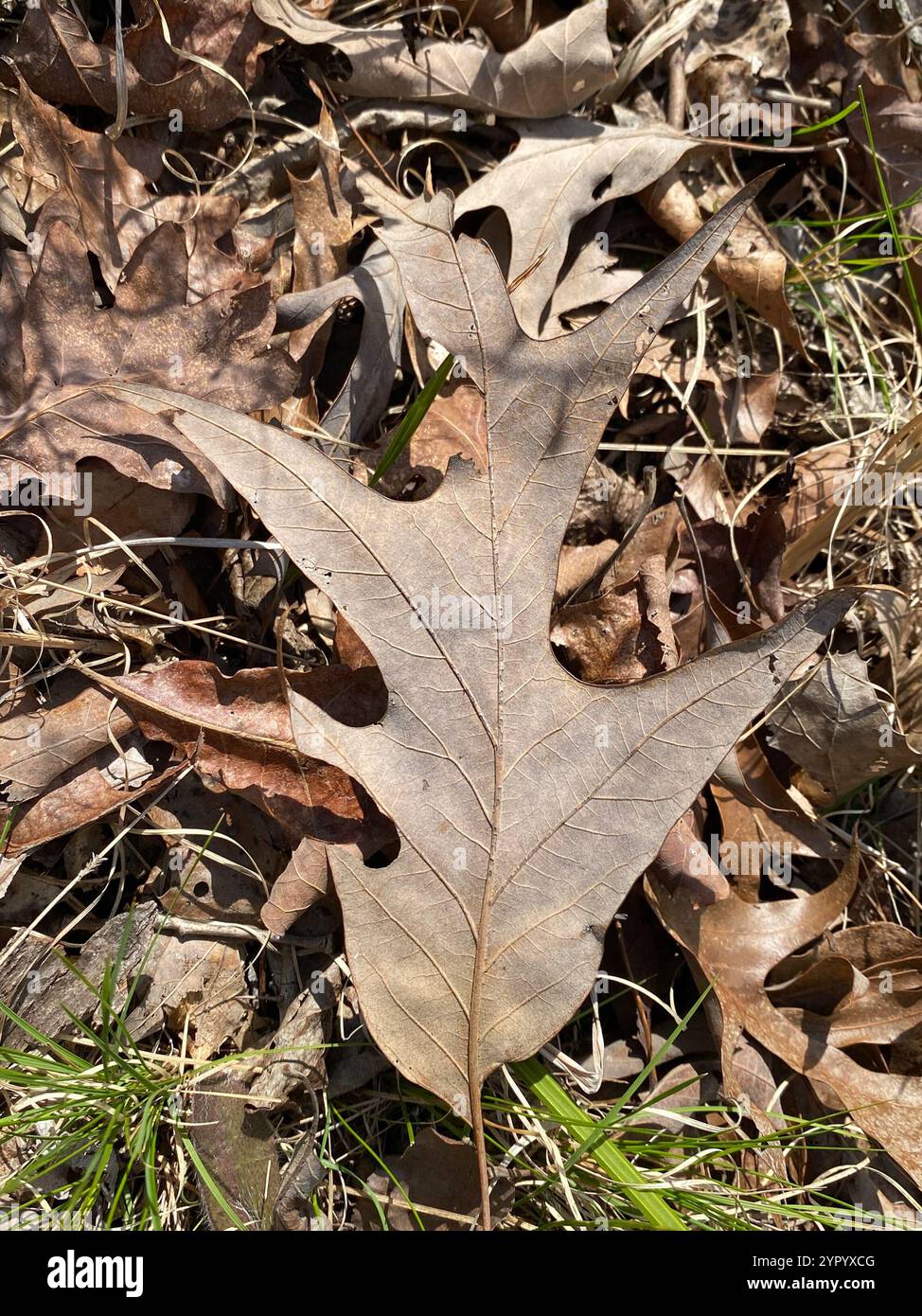 southern red oak (Quercus falcata Stock Photo - Alamy