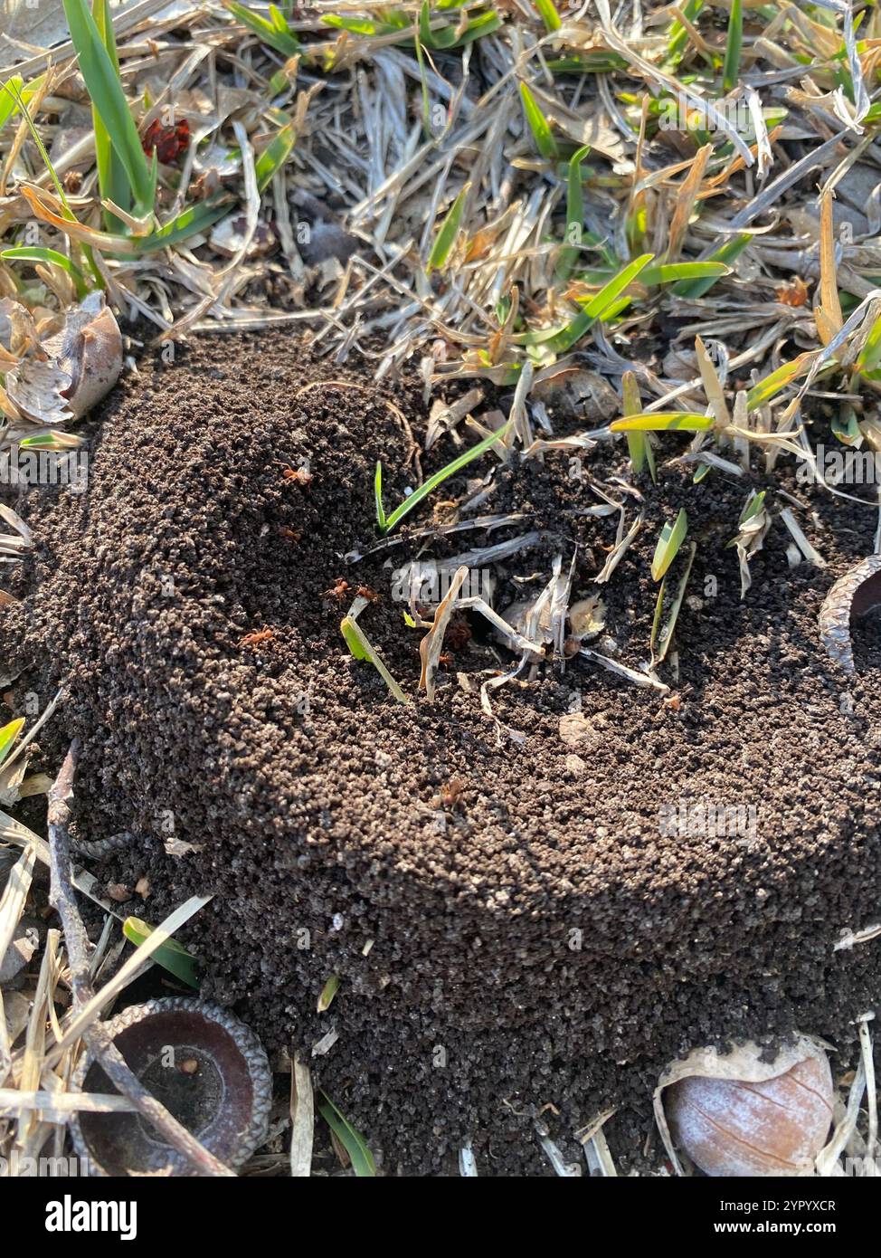 Northern Fungus-farming Ant (Trachymyrmex septentrionalis Stock Photo ...