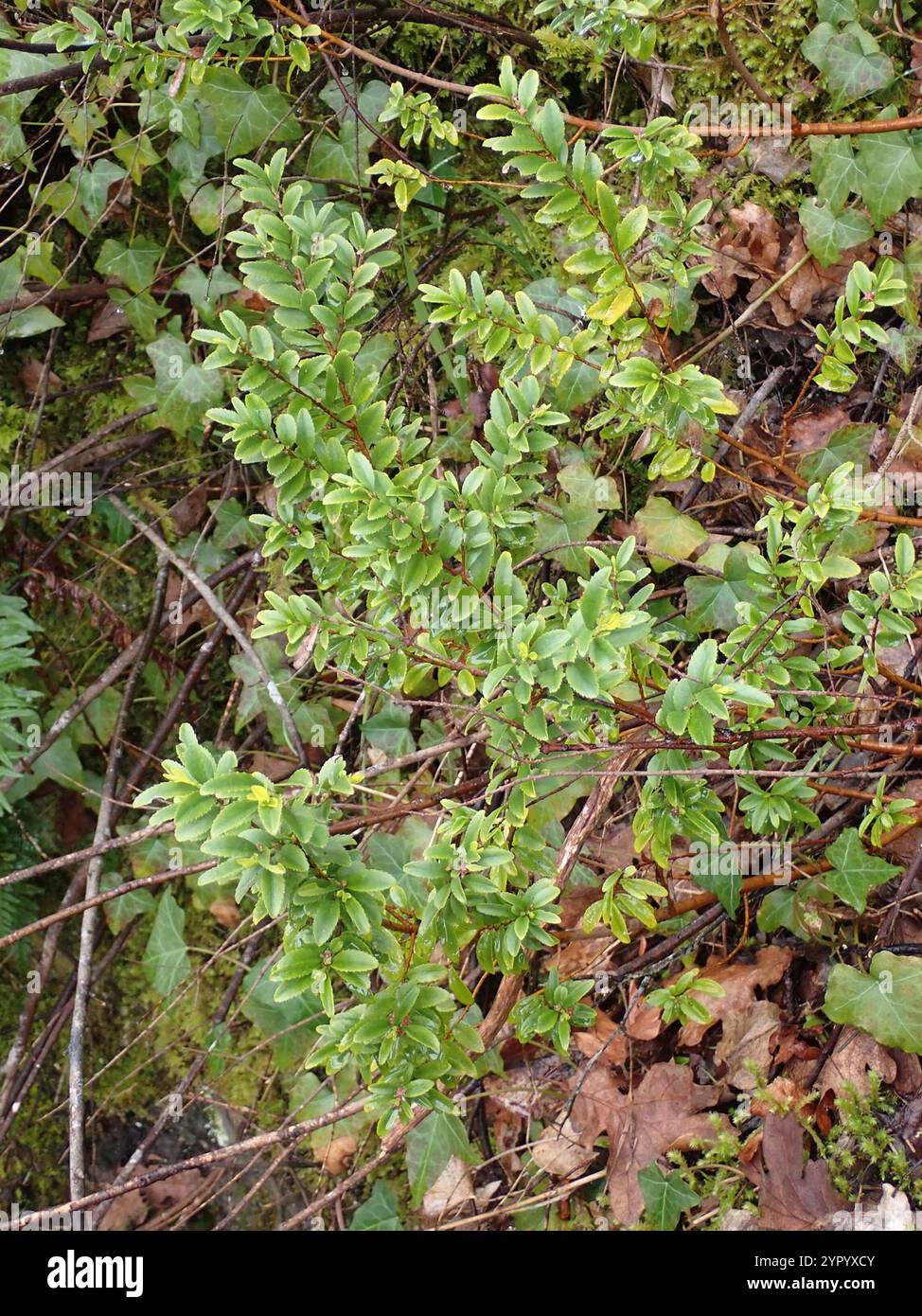 Oregon Boxwood (Paxistima myrsinites Stock Photo - Alamy