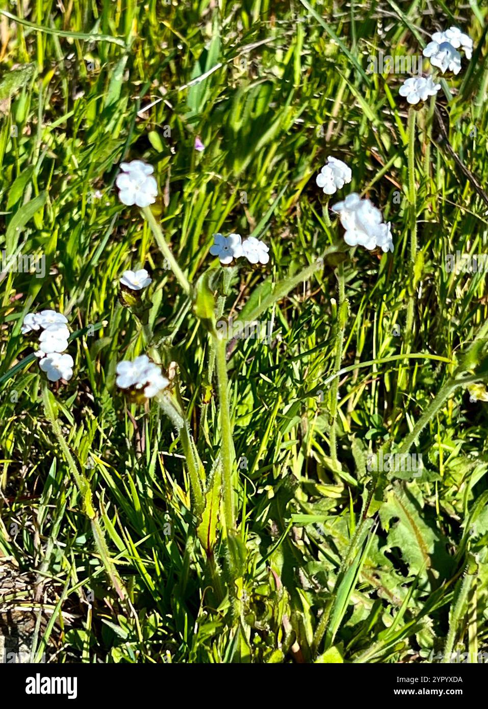 Rusty Popcornflower (Plagiobothrys nothofulvus Stock Photo - Alamy