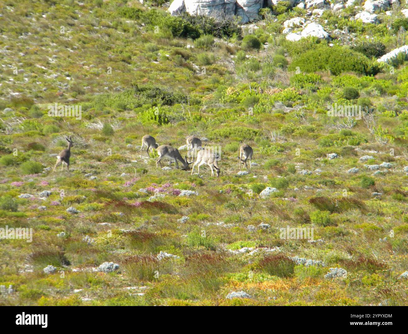Rhebok hi-res stock photography and images - Alamy