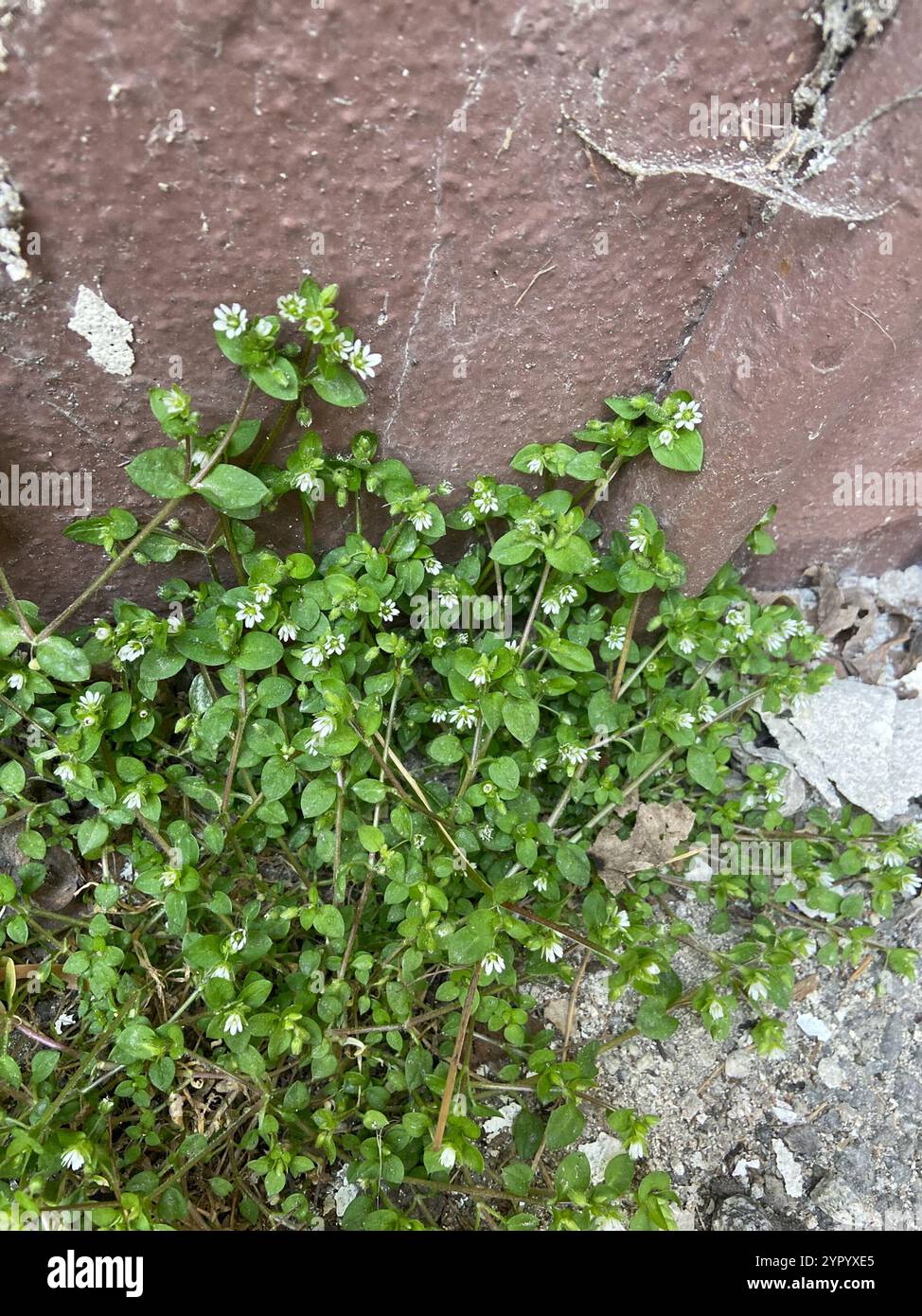 common chickweed (Stellaria media Stock Photo - Alamy