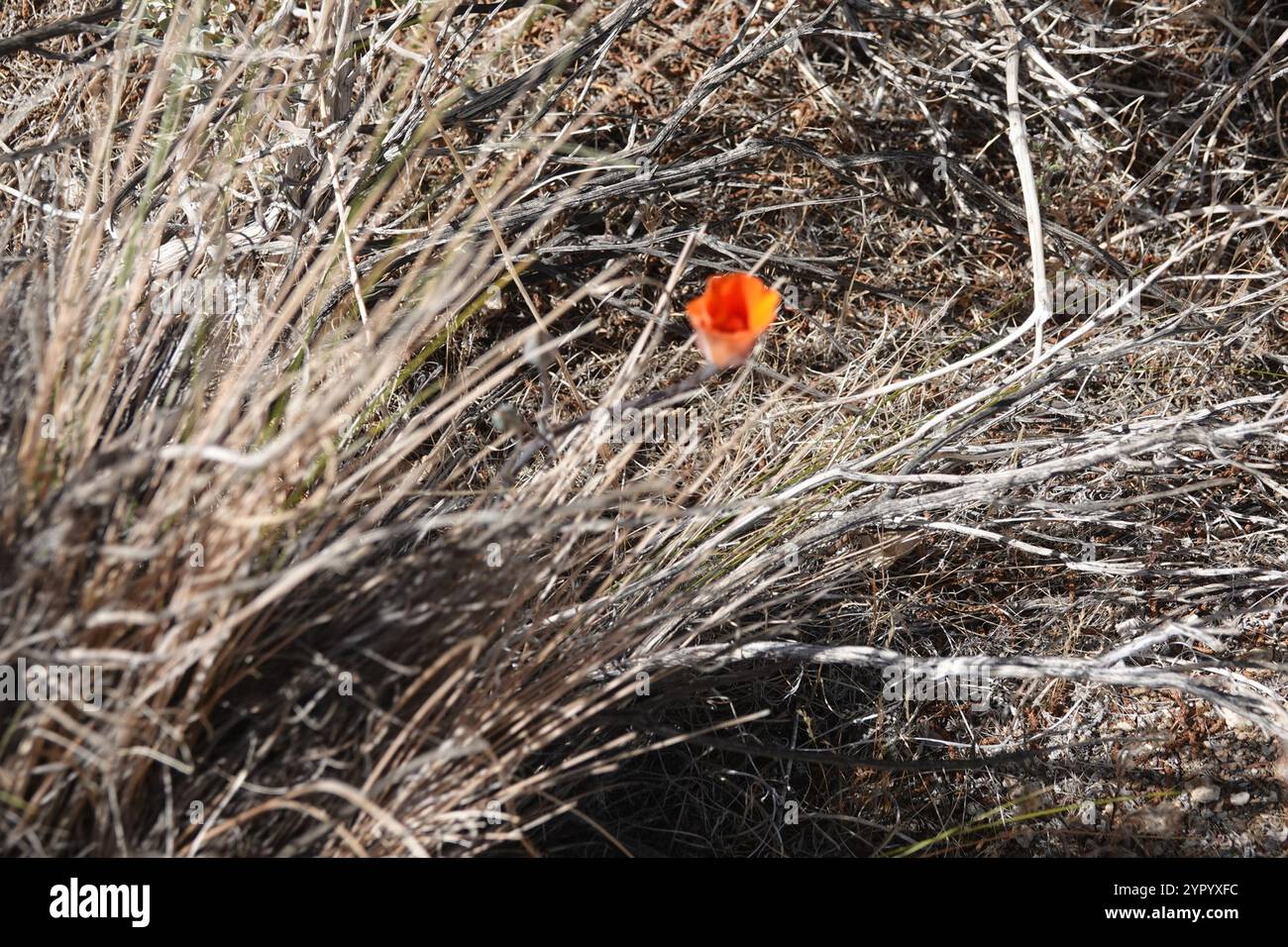 desert mariposa lily (Calochortus kennedyi Stock Photo - Alamy