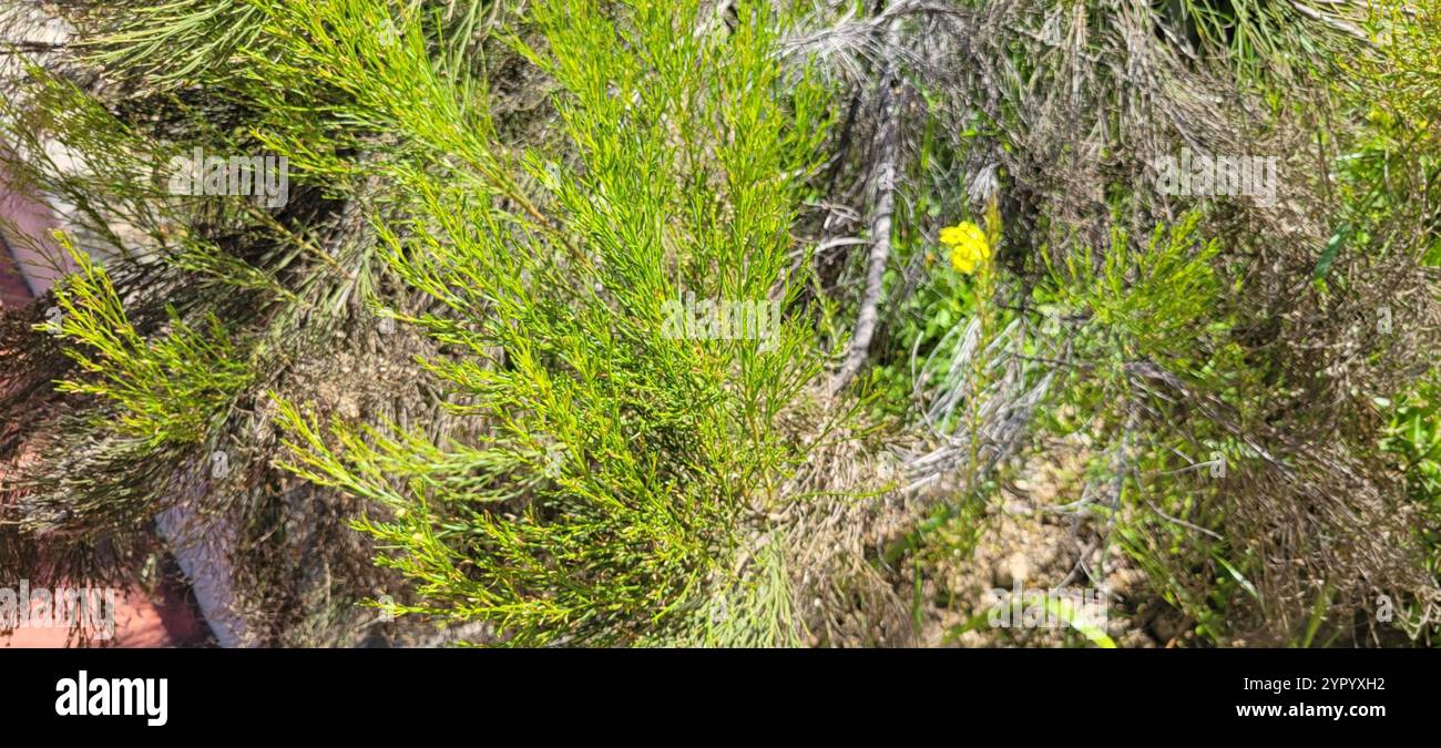 Desert Broom (Baccharis sarothroides Stock Photo - Alamy