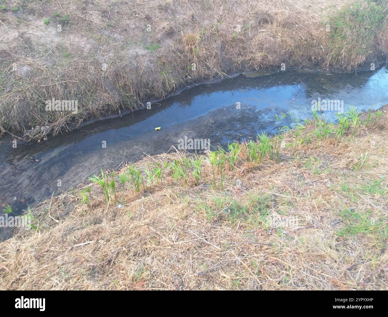 Mat Sedge (Cyperus textilis Stock Photo - Alamy