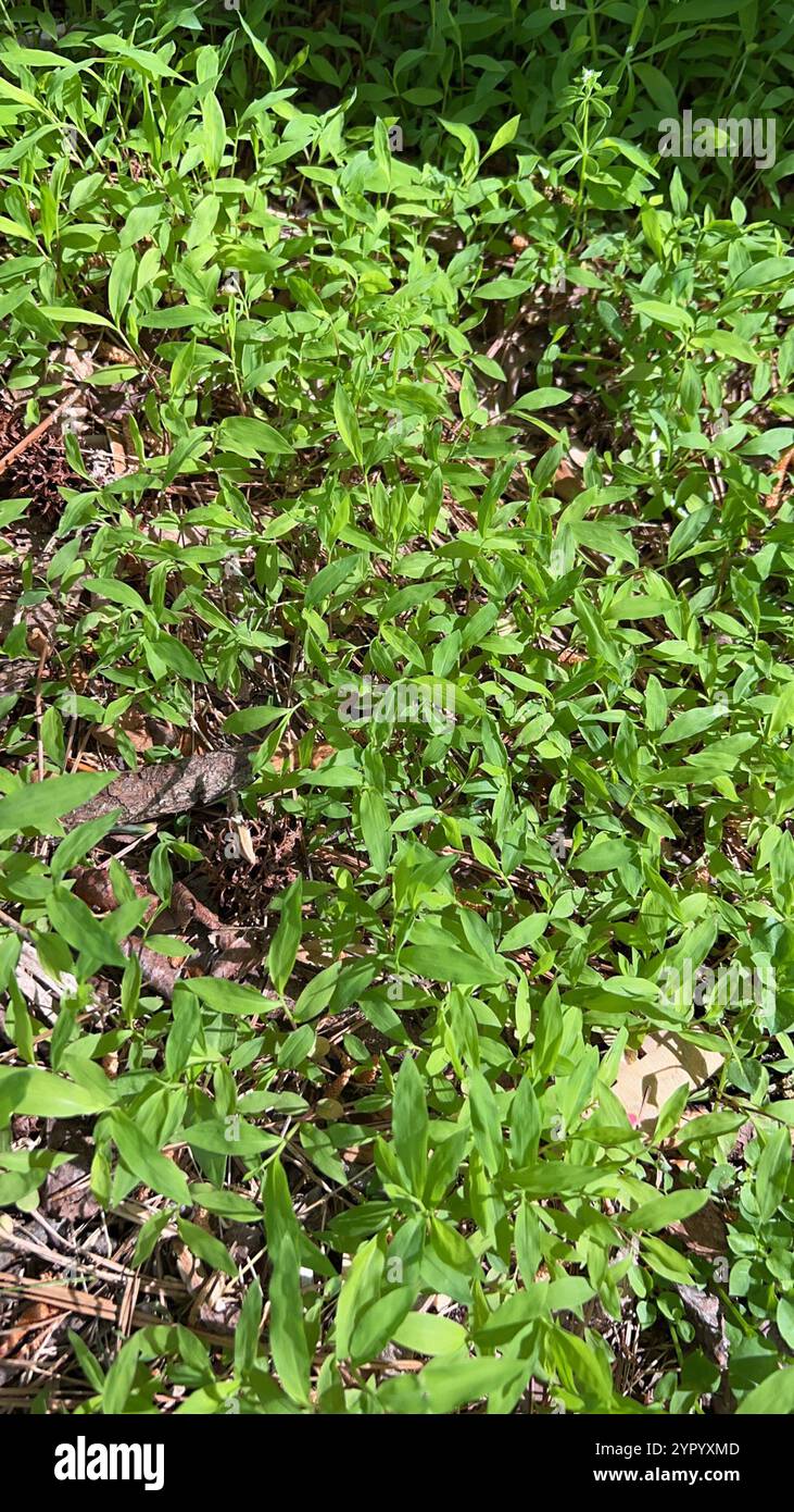 Japanese stiltgrass (Microstegium vimineum Stock Photo - Alamy