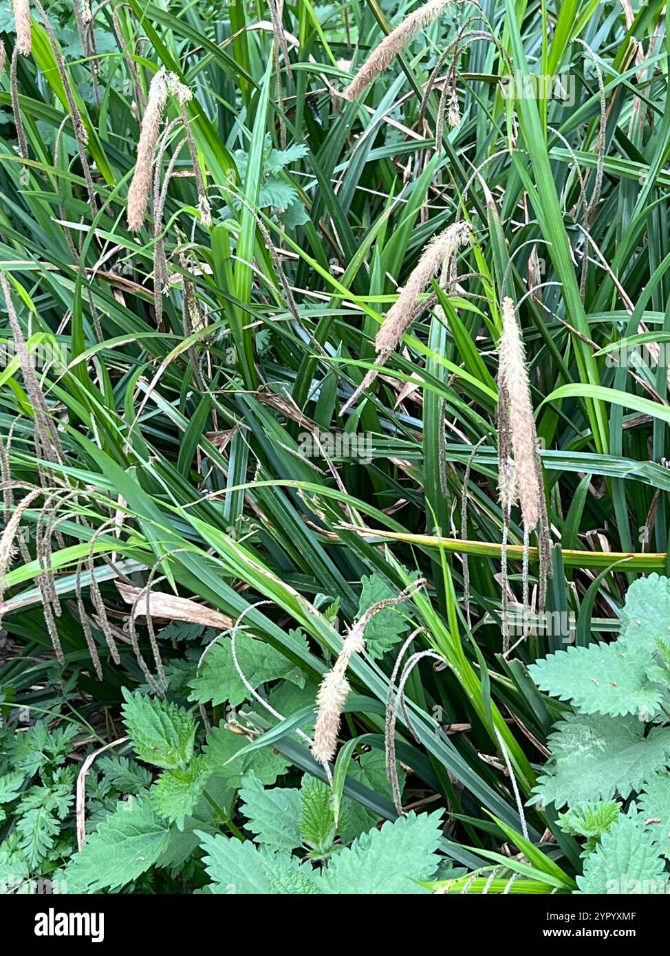 Hanging sedge (Carex pendula Stock Photo - Alamy