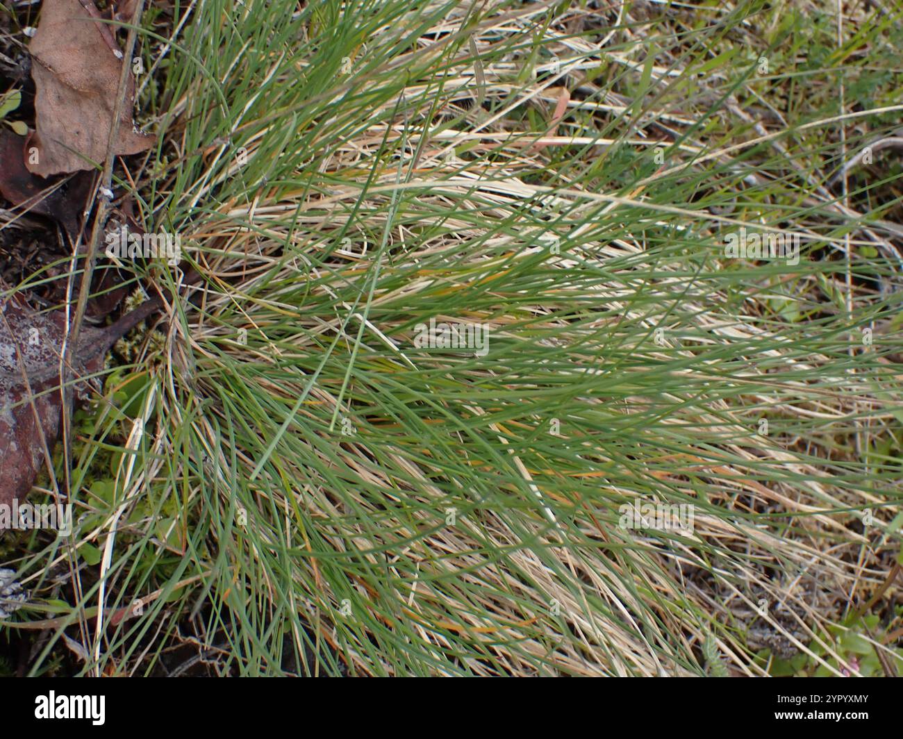 Roemer's Fescue (Festuca roemeri Stock Photo - Alamy