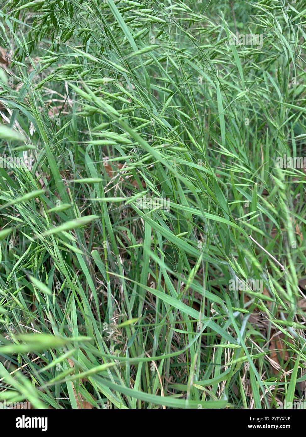 Japanese brome (Bromus japonicus Stock Photo - Alamy