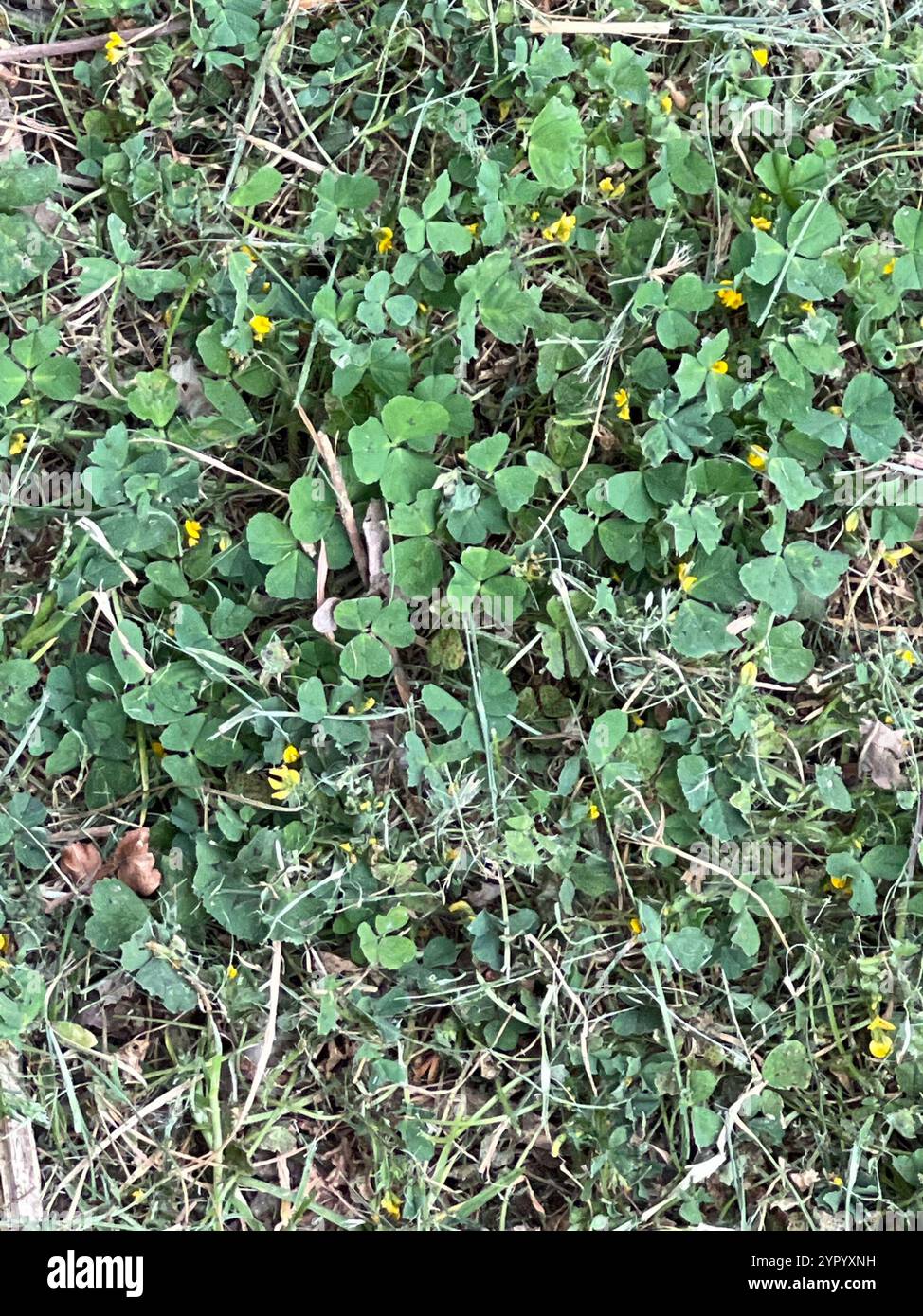 little bur-clover (Medicago minima Stock Photo - Alamy