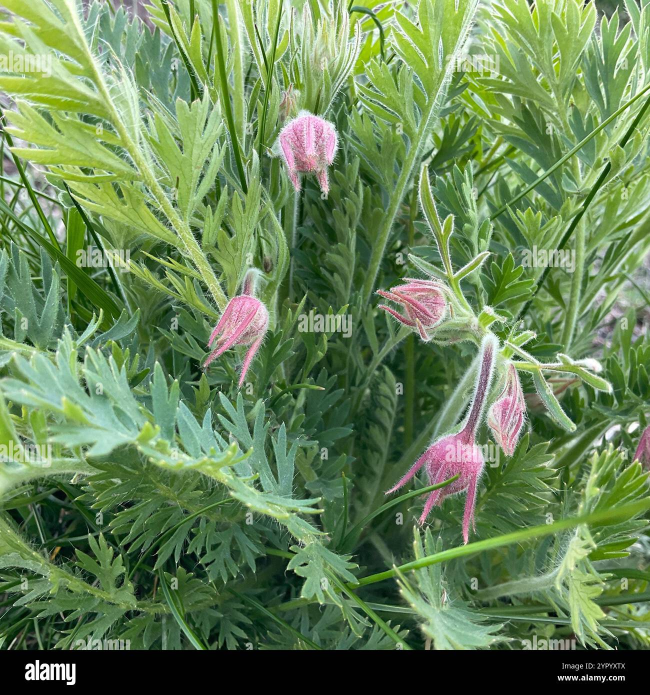 prairie smoke (Geum triflorum Stock Photo - Alamy