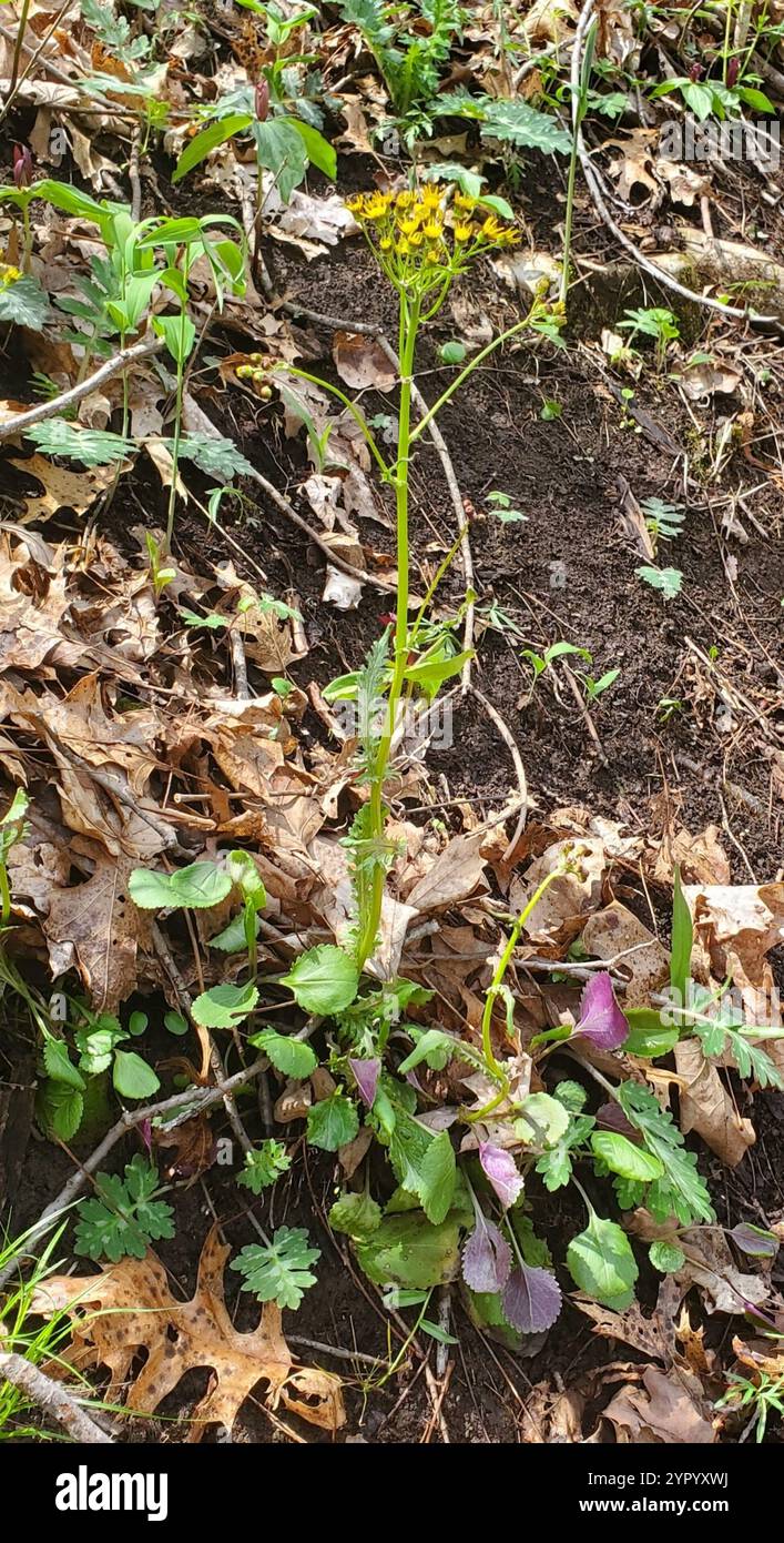roundleaf ragwort (Packera obovata Stock Photo - Alamy