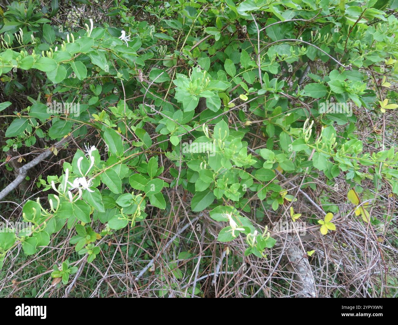 Japanese honeysuckle (Lonicera japonica Stock Photo - Alamy