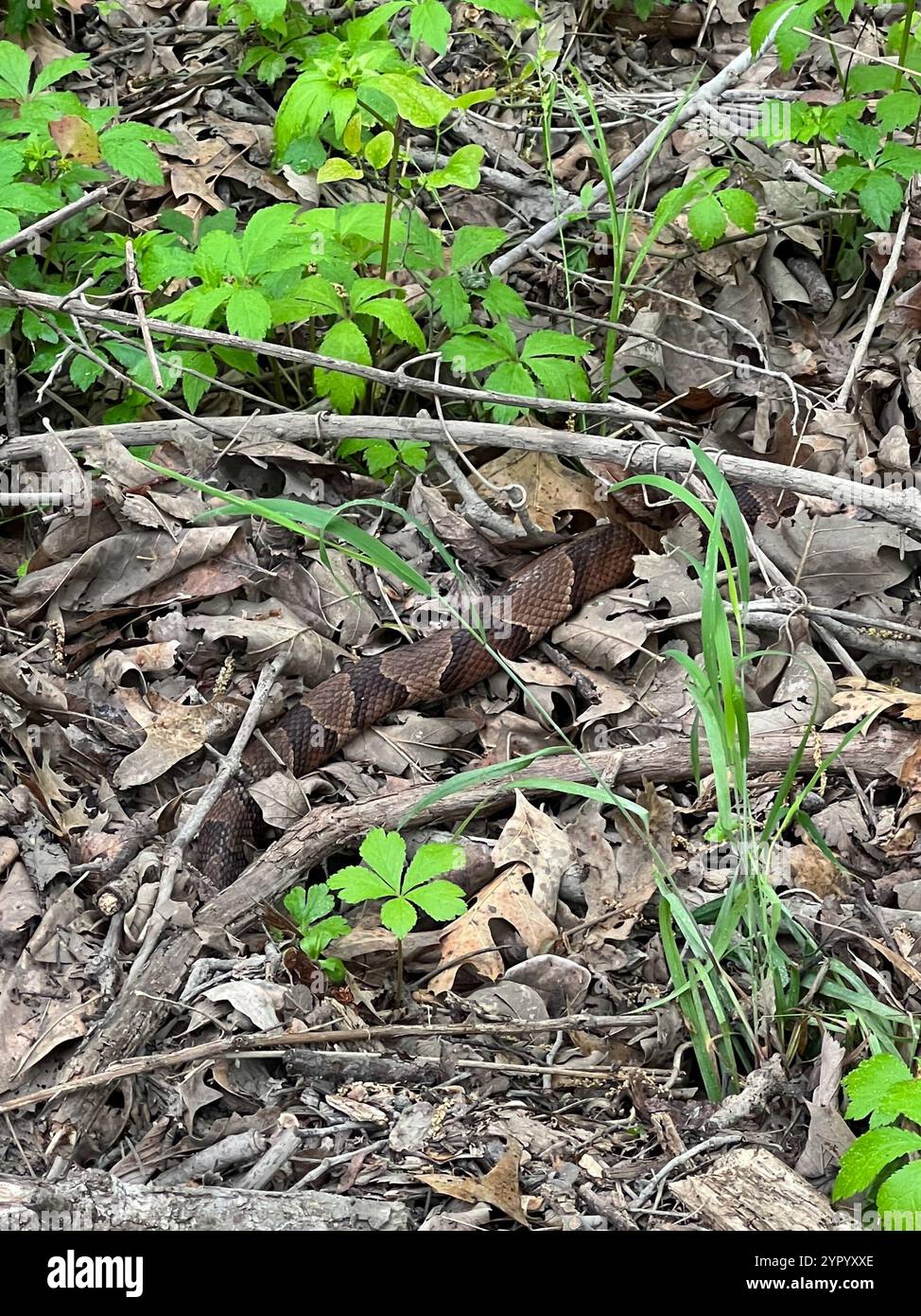 Eastern Copperhead (Agkistrodon contortrix Stock Photo - Alamy