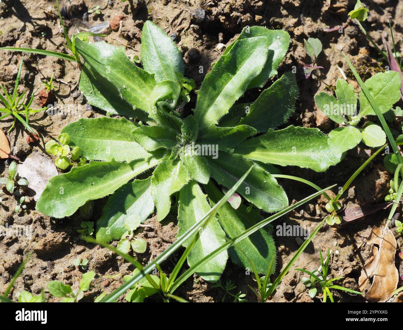 dwarf plantain (Plantago virginica Stock Photo - Alamy