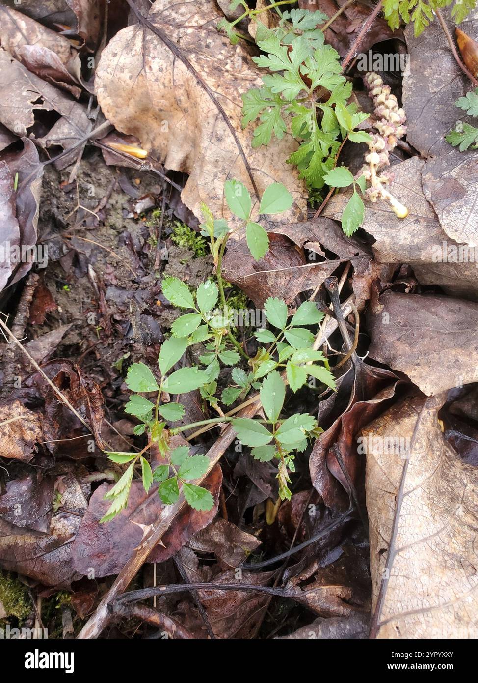multiflora rose (Rosa multiflora Stock Photo - Alamy