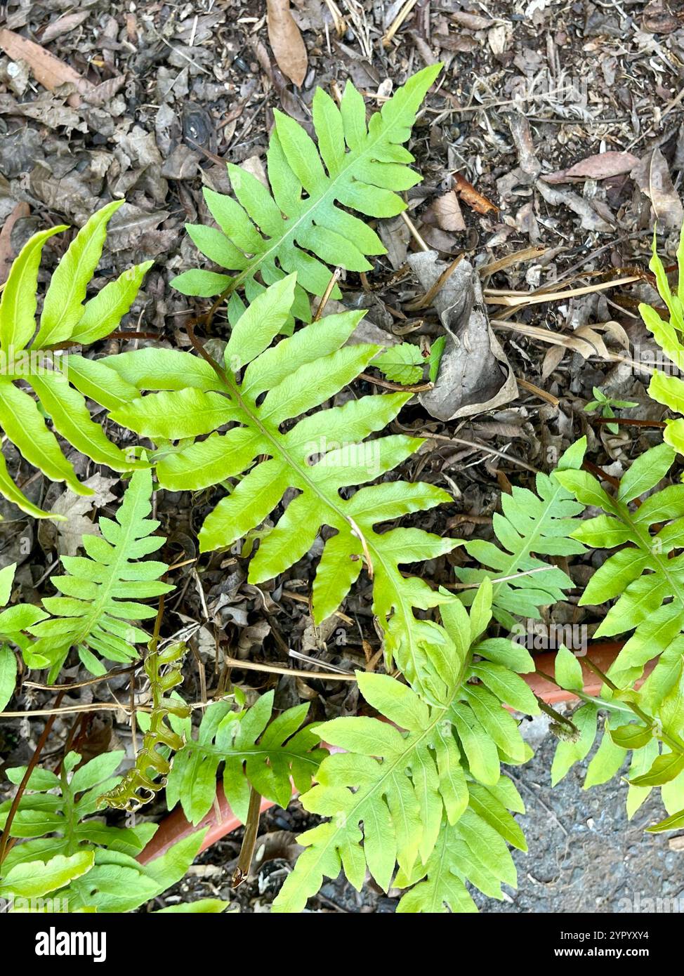 netted chain fern (Woodwardia areolata Stock Photo - Alamy