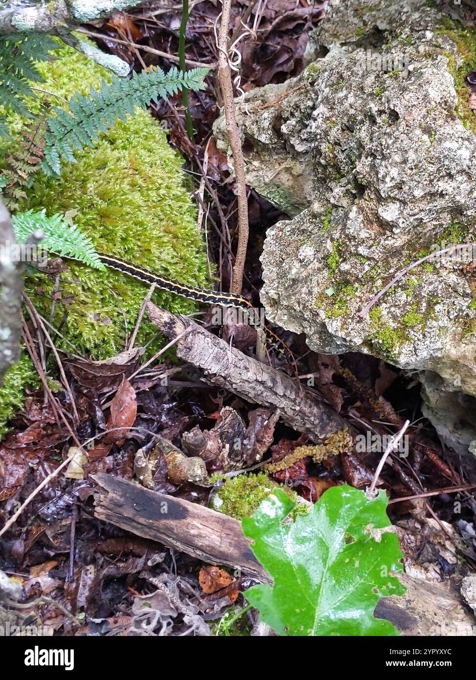 Black-necked Garter Snake (Thamnophis cyrtopsis Stock Photo - Alamy
