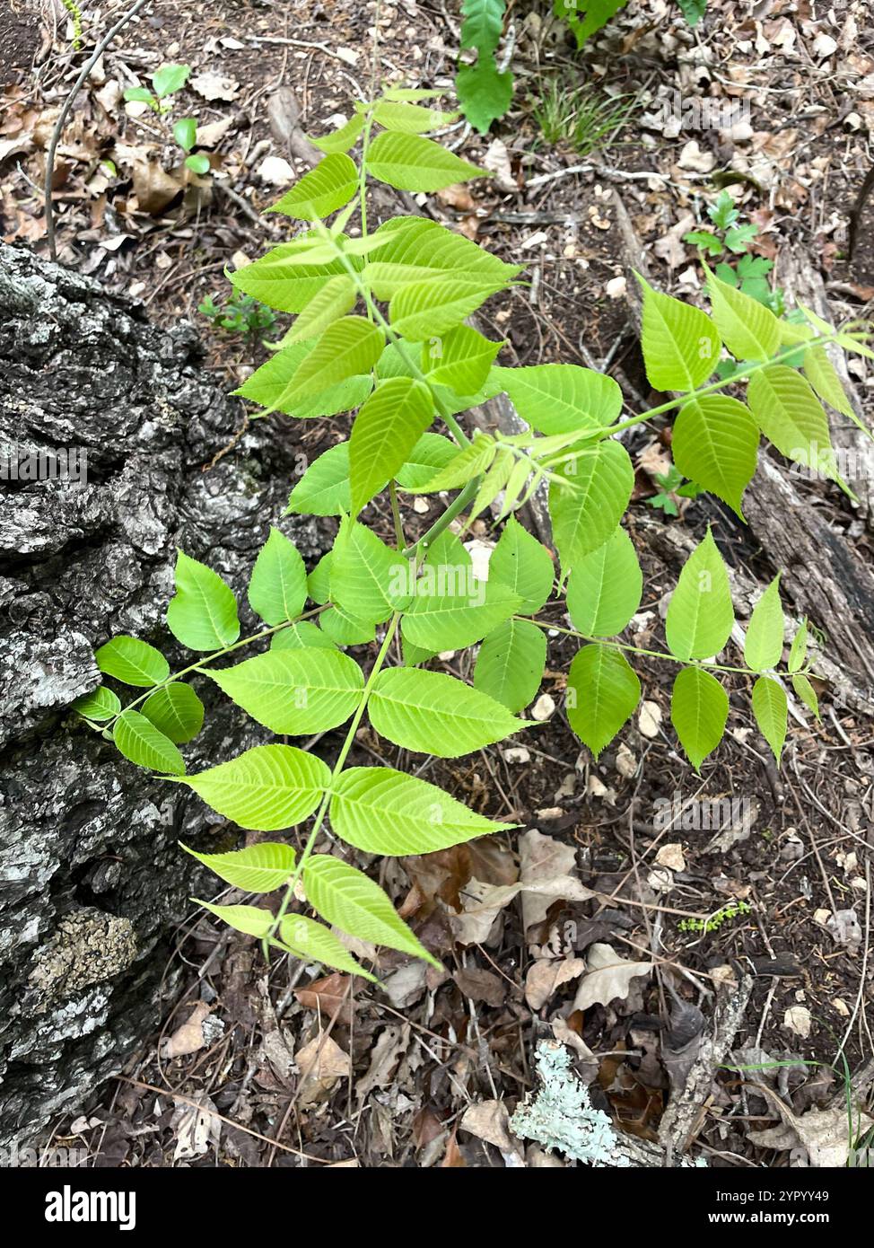 Arizona black walnut (Juglans major Stock Photo - Alamy