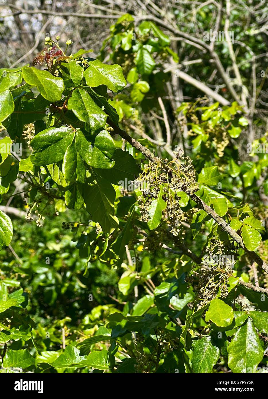 Pacific poison oak (Toxicodendron diversilobum Stock Photo - Alamy