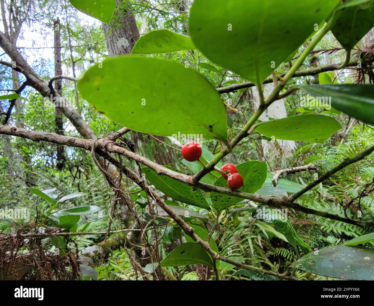 dahoon holly (Ilex cassine Stock Photo - Alamy