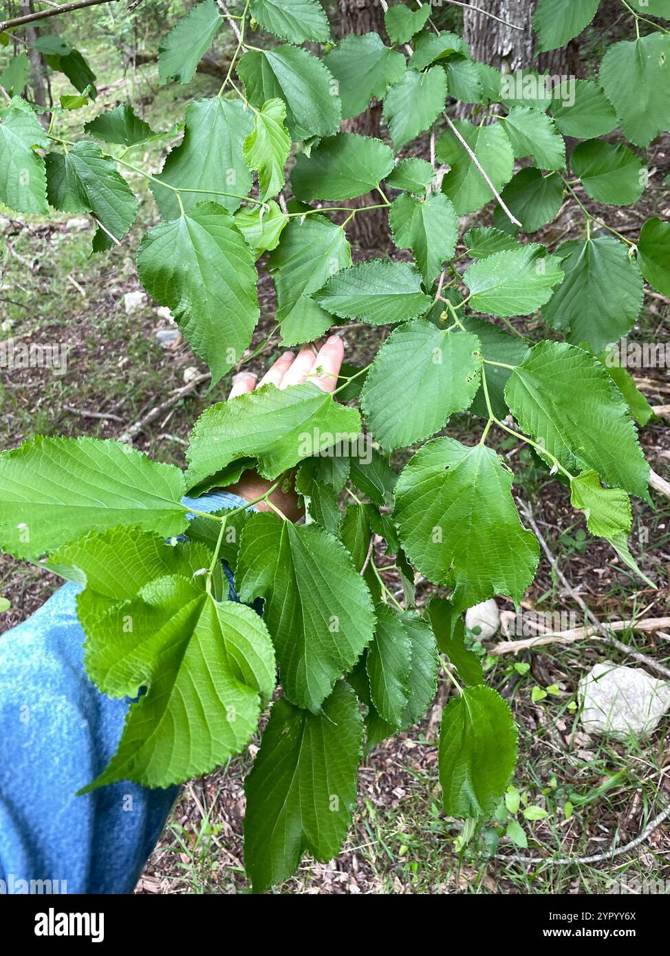red mulberry (Morus rubra Stock Photo - Alamy