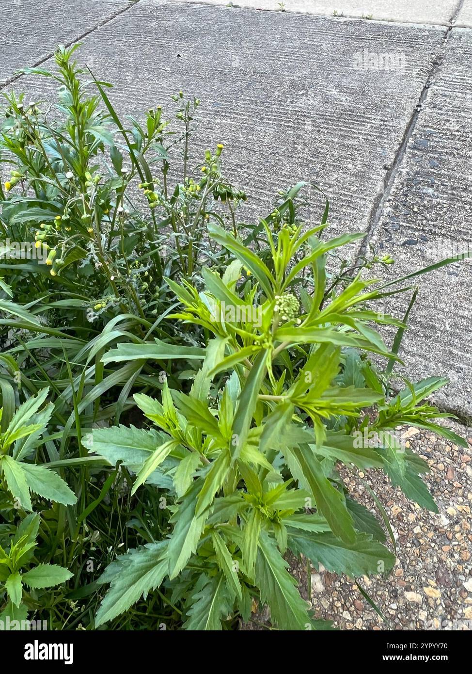 Virginia pepperweed (Lepidium virginicum Stock Photo - Alamy