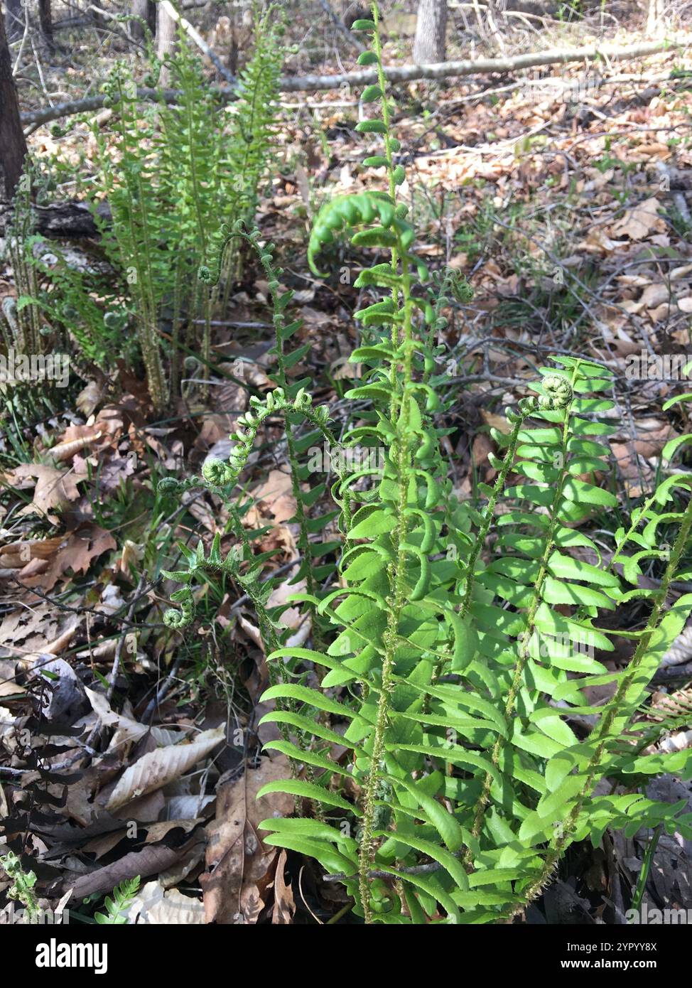 Christmas fern (Polystichum acrostichoides Stock Photo - Alamy
