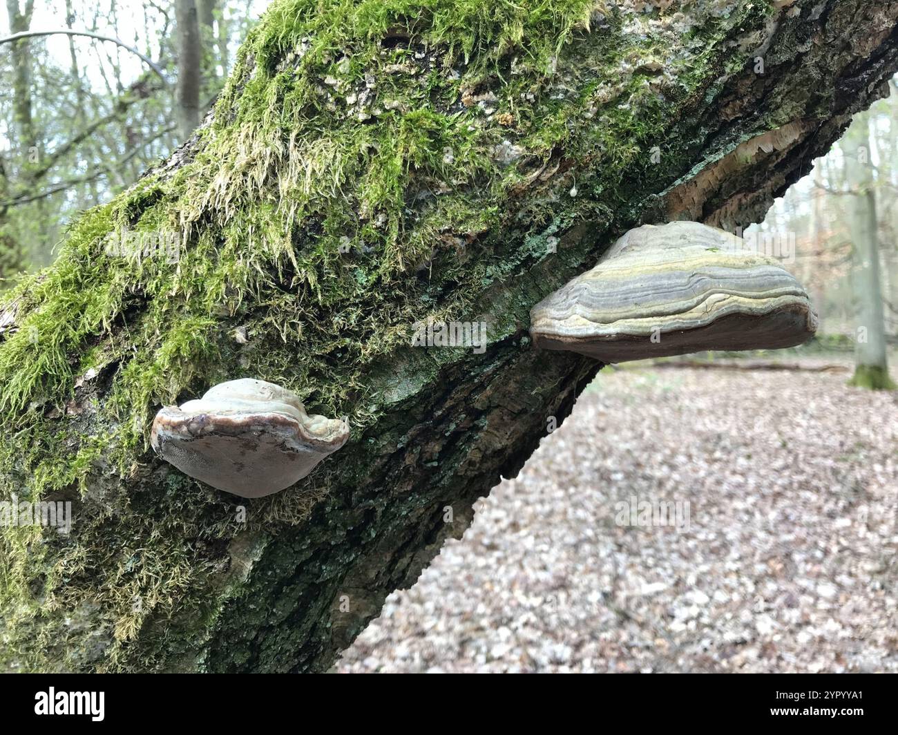 Hoof Fungus (Fomes fomentarius Stock Photo - Alamy