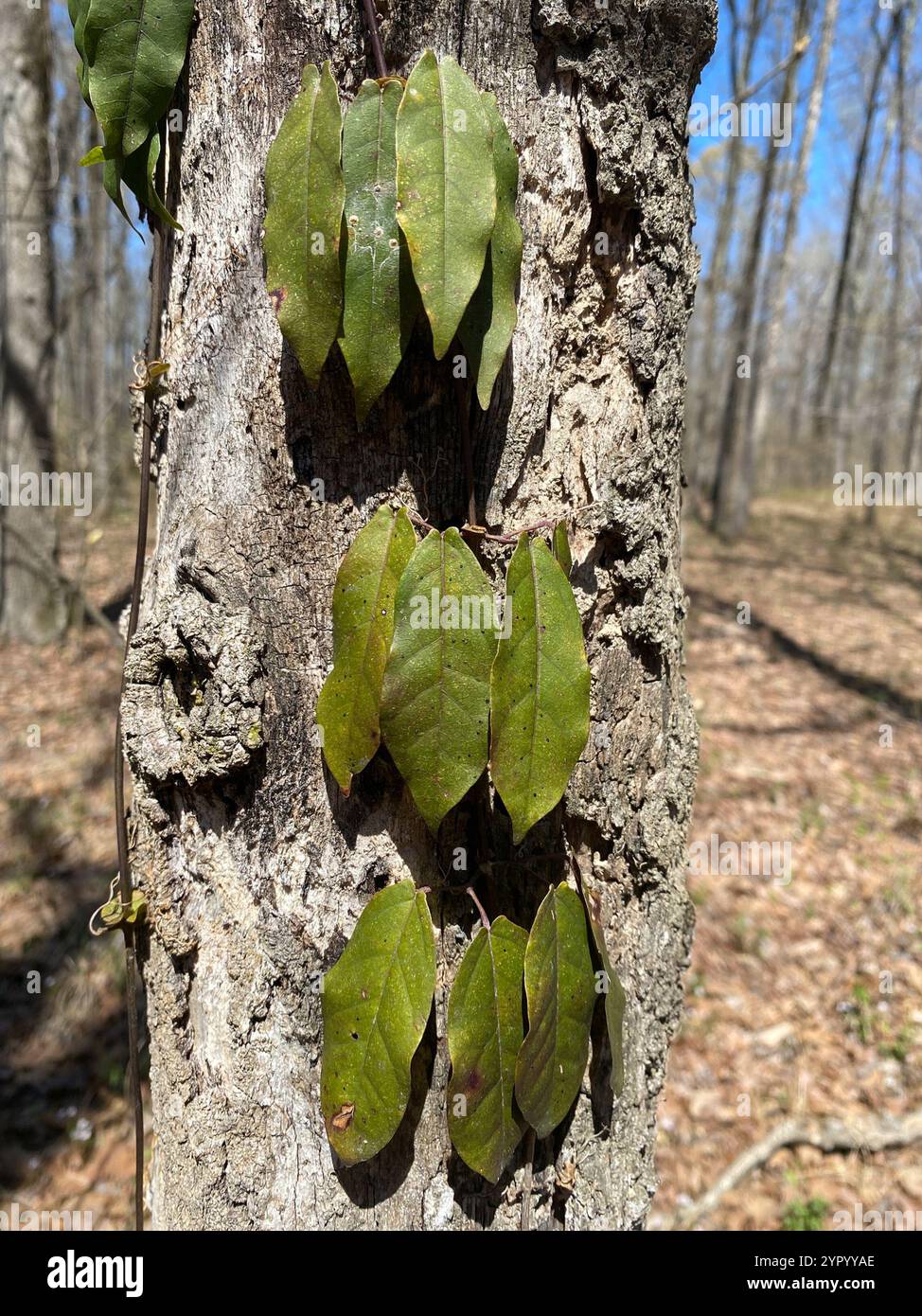 cross vine (Bignonia capreolata Stock Photo - Alamy