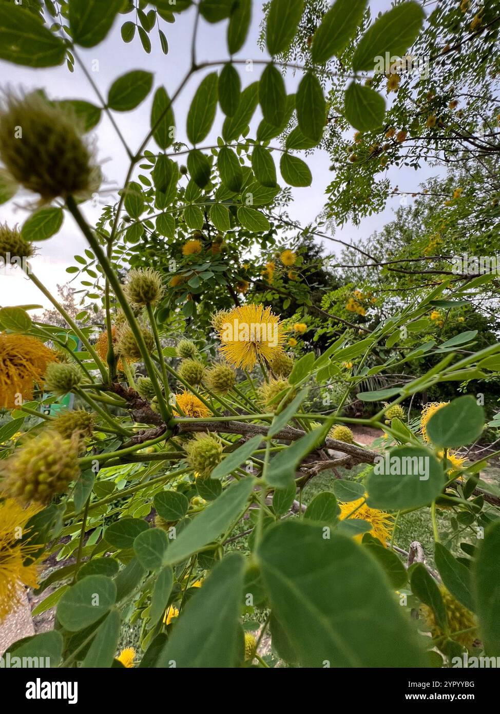 Golden-ball Lead Tree (Leucaena retusa Stock Photo - Alamy