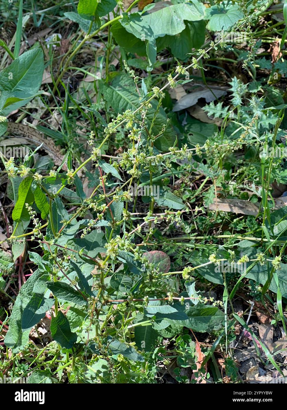 fiddle dock (Rumex pulcher Stock Photo - Alamy