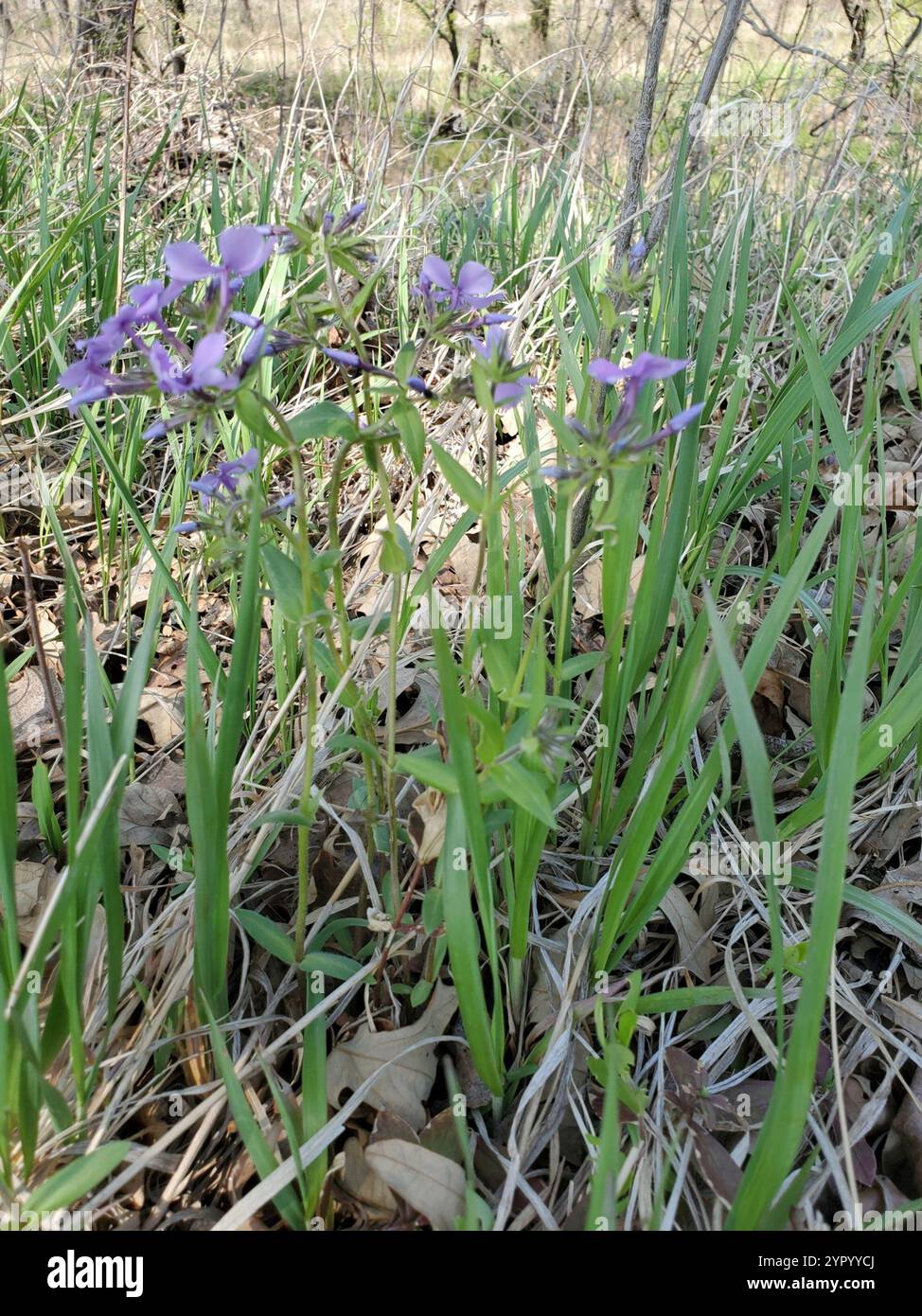 blue phlox (Phlox divaricata Stock Photo - Alamy