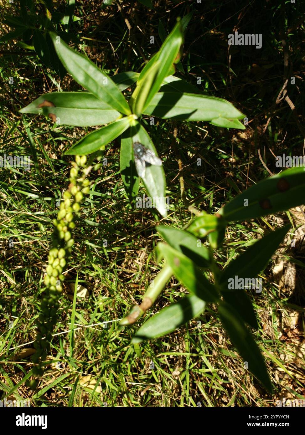 Blow Flies (Calliphoridae Stock Photo - Alamy