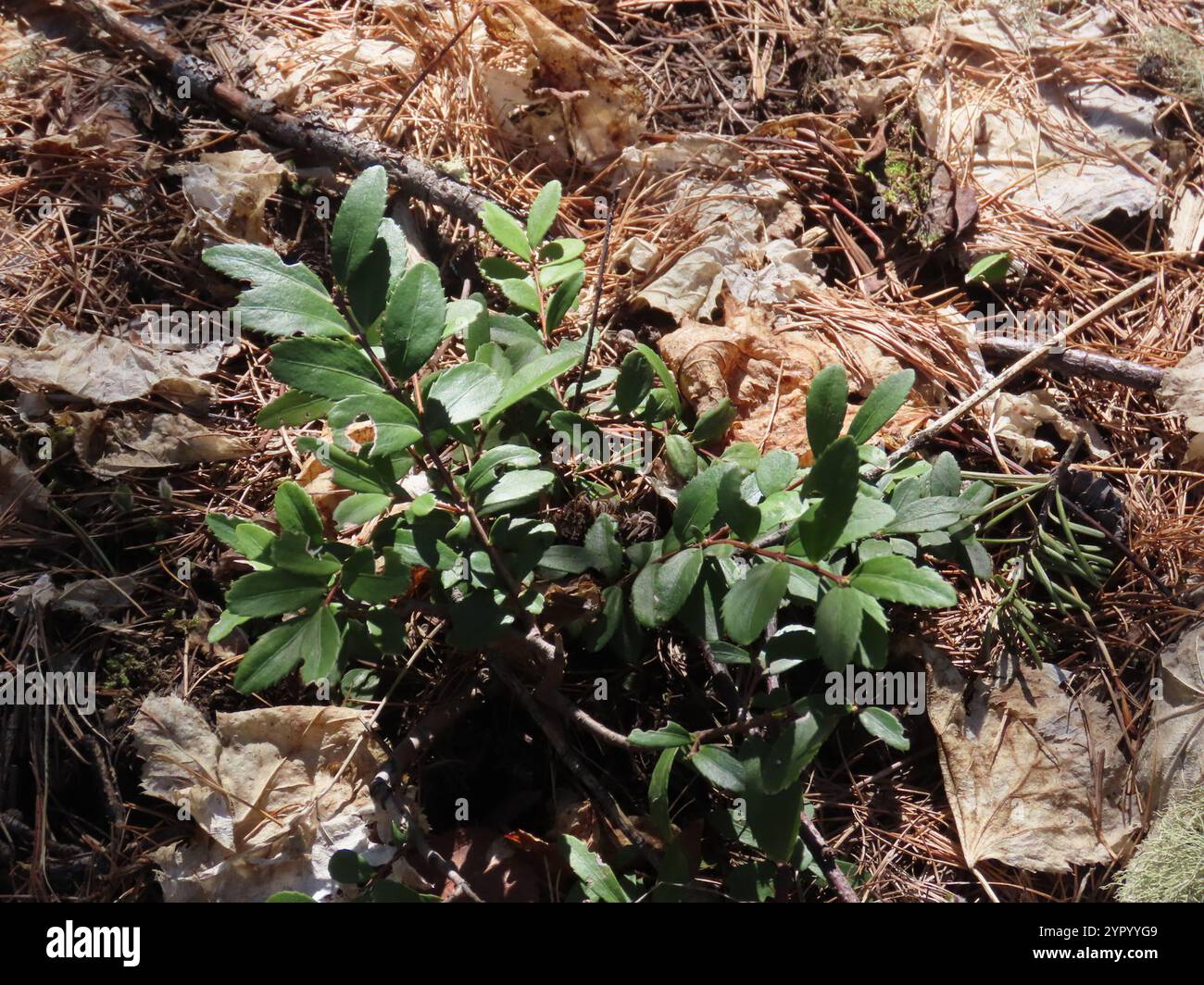 Oregon Boxwood (Paxistima myrsinites Stock Photo - Alamy