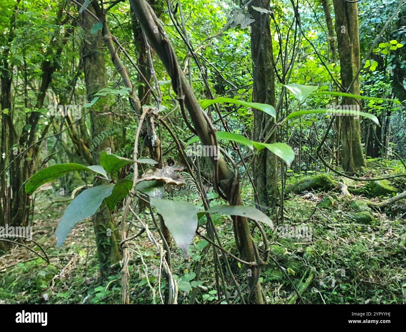 Supplejack (Ripogonum scandens Stock Photo - Alamy