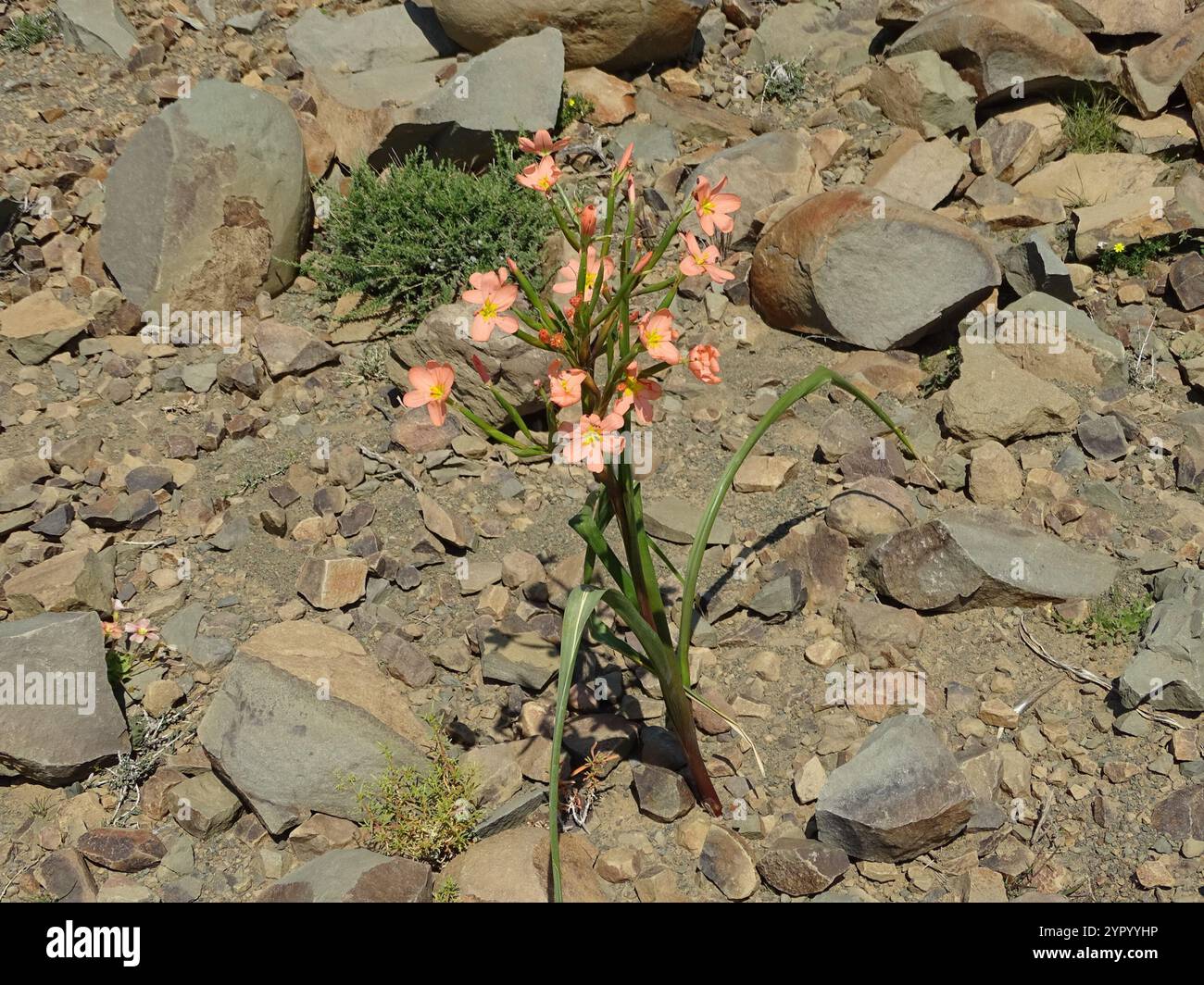 Two-leaved Cape tulip (Moraea miniata Stock Photo - Alamy